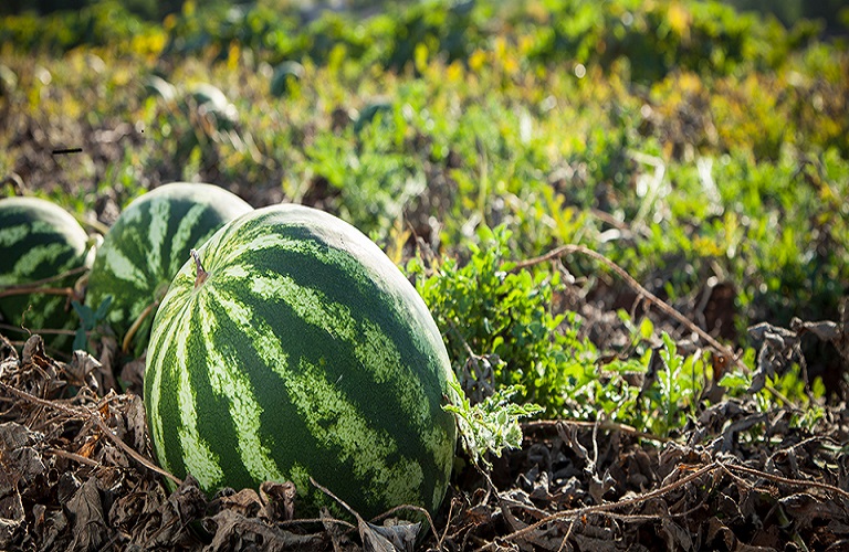 Καρπουζιά: Mυκητολογικές και εντομολογικές προσβολές στις πρώιμες ...